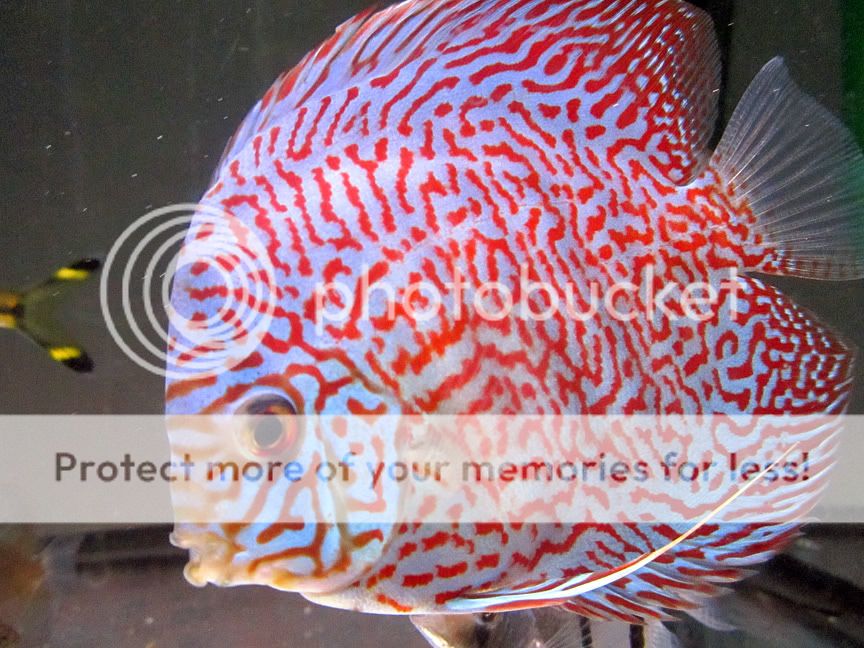 My Discus (updated 13/6/12) | British Columbia Aquarium Forums