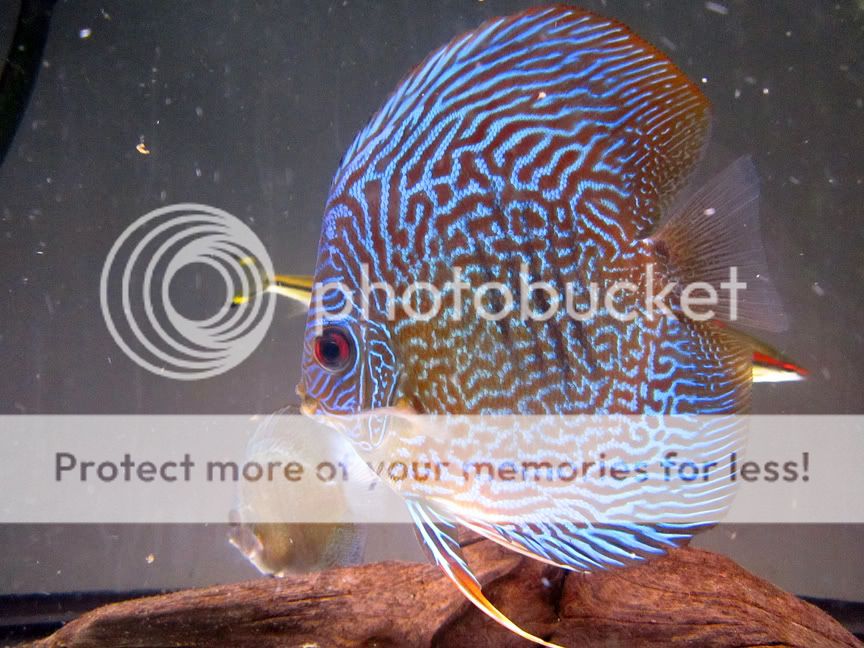 My Discus (updated 13/6/12) | British Columbia Aquarium Forums