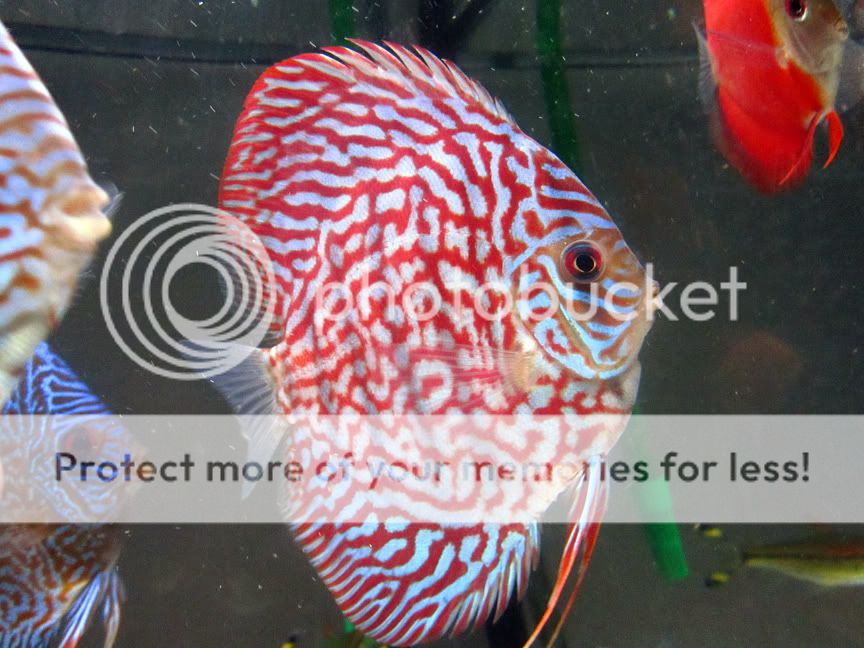 My Discus (updated 13/6/12) | British Columbia Aquarium Forums